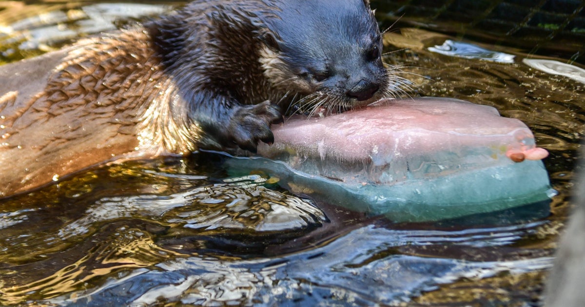 Maryland Zoo's Mary The Otter Celebrates 20th Birthday - CBS Baltimore