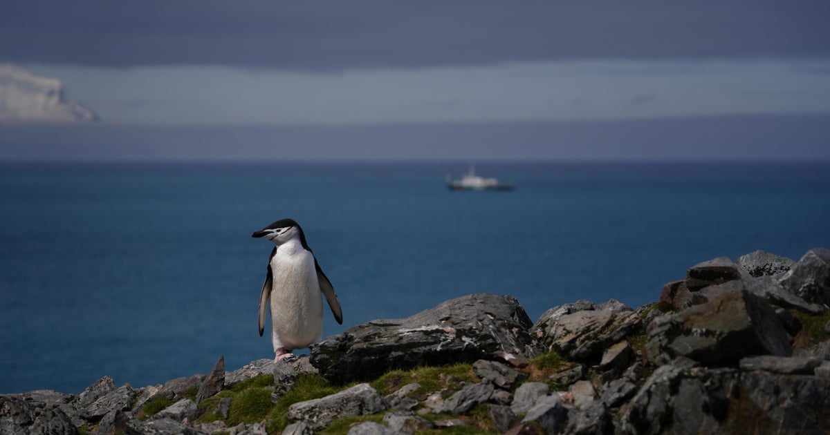 Declining penguin populations of fast-warming Antarctica bring CBS News ...