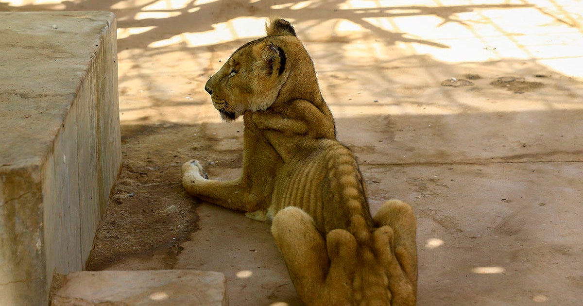 Sudan Animal Rescue: Starving lions pictured in Sudan's Al-Qureshi Park ...