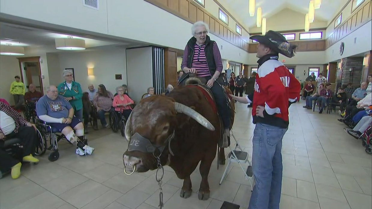 Therapy bull inspires seniors to grab life by the horns - CBS News