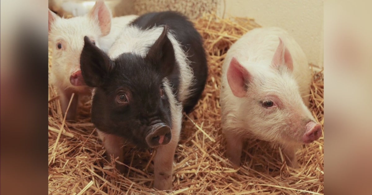 Michigan Humane Society Is Looking For a New Home For Three Little Pigs ...