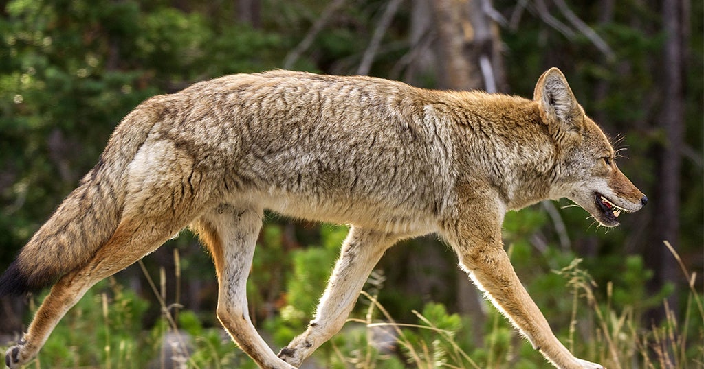 Wildlife Experts: Coyotes Moving Into The Pittsburgh Area - CBS Pittsburgh