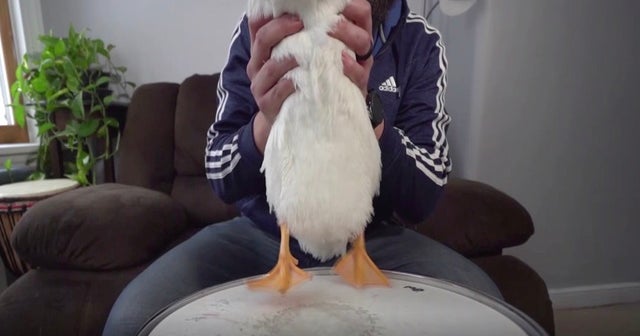 The internet has fallen in love with Ben Afquack, the drumming duck ...