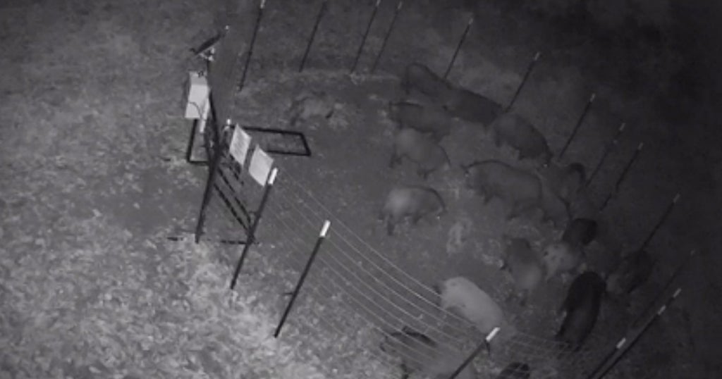 VIDEO: Lafayette Reopens Trails After Rampaging Wild Pig Threat Removed ...