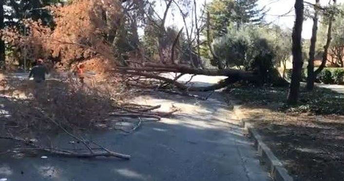 Winds Howl Through Bay Area Toppling Trees, Downing Power Lines - CBS ...