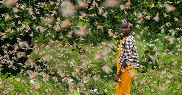 East Africa's plague of locusts - CBS News