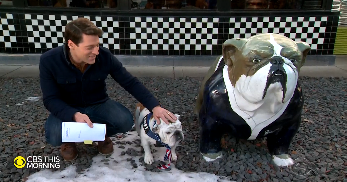 Drake University mascot, Griff the bulldog, has become fixture in Iowa ...