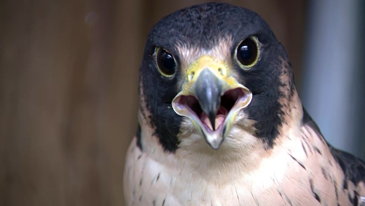 South Florida's First Flight Cage Almost Ready To Take Flight - CBS Miami