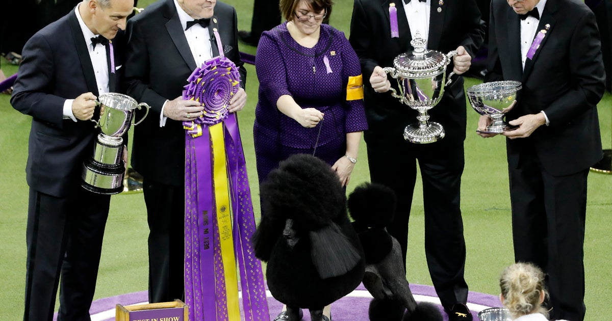 Photos from the 2020 Westminster Dog Show
