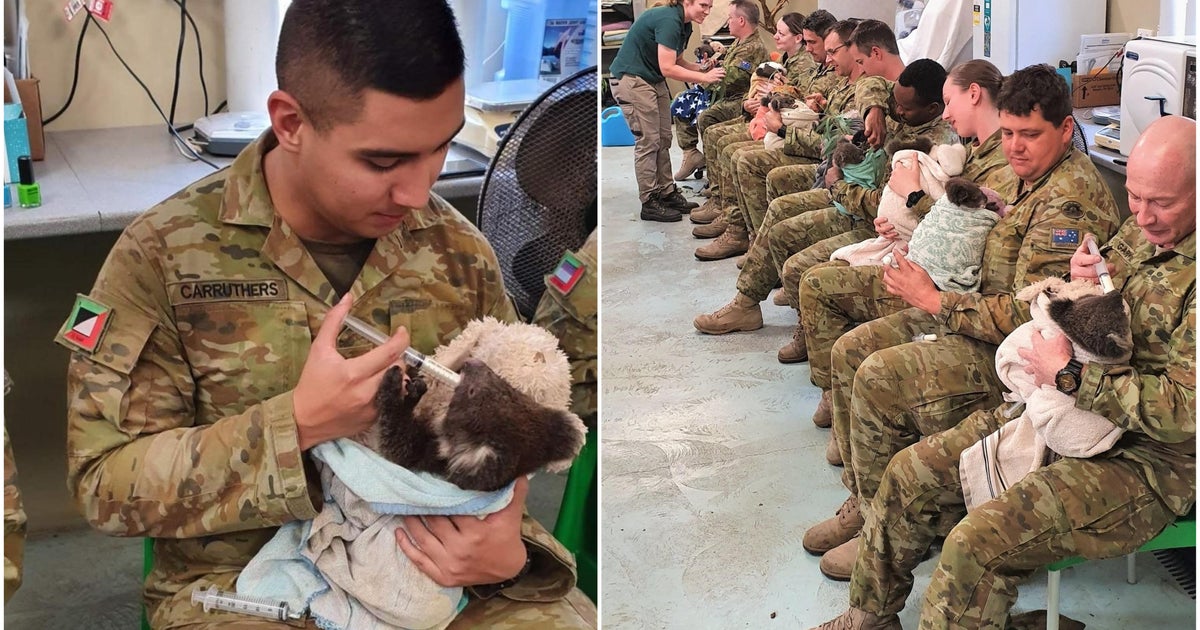Australian Army soldiers care for koalas rescued from the bushfires on ...