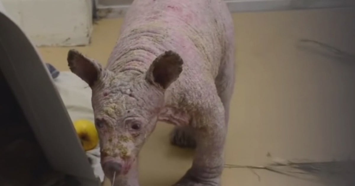 Bear Found Hairless And Starving In Butte County Makes Amazing Recovery ...