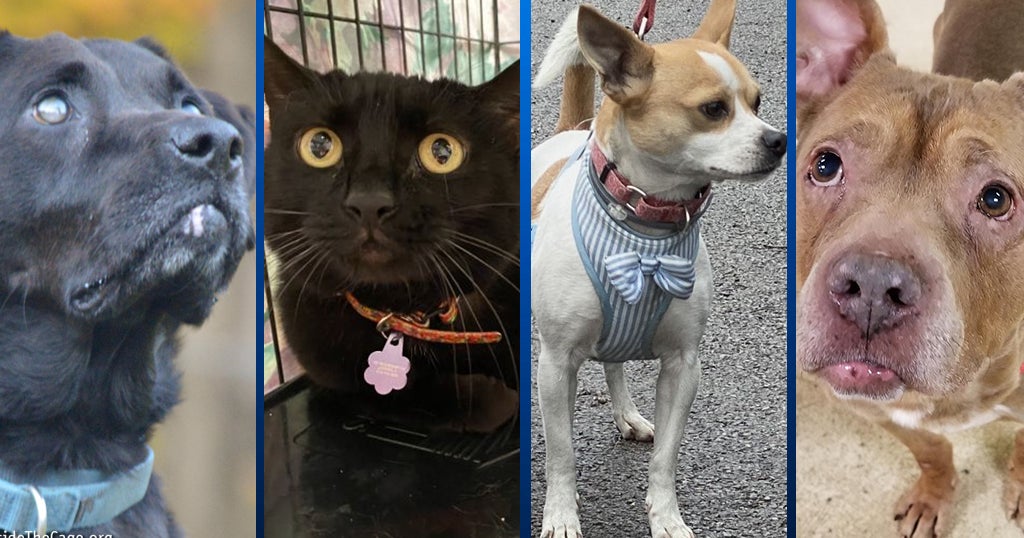 Furry Tails: Capone, Raven, Bandito & Scooby Are Waiting For Forever ...