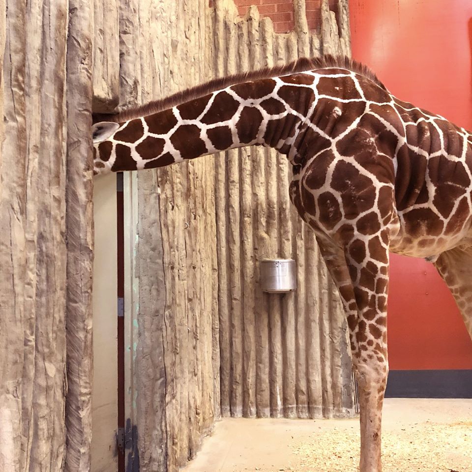 Shhhh! It's A Surprise Birthday Party For Dobby! - CBS Colorado