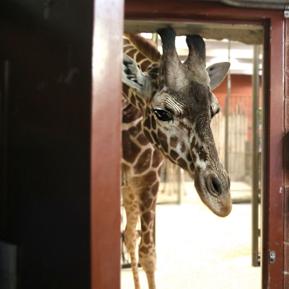 Shhhh! It's A Surprise Birthday Party For Dobby! - CBS Colorado