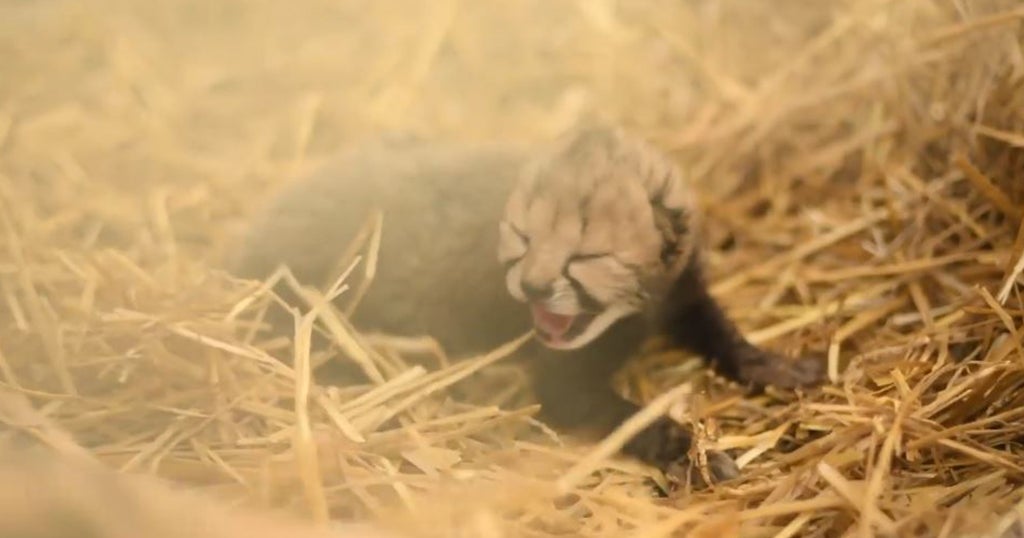 World's First In Vitro Fertilization Cheetah Cubs Born At Columbus Zoo ...