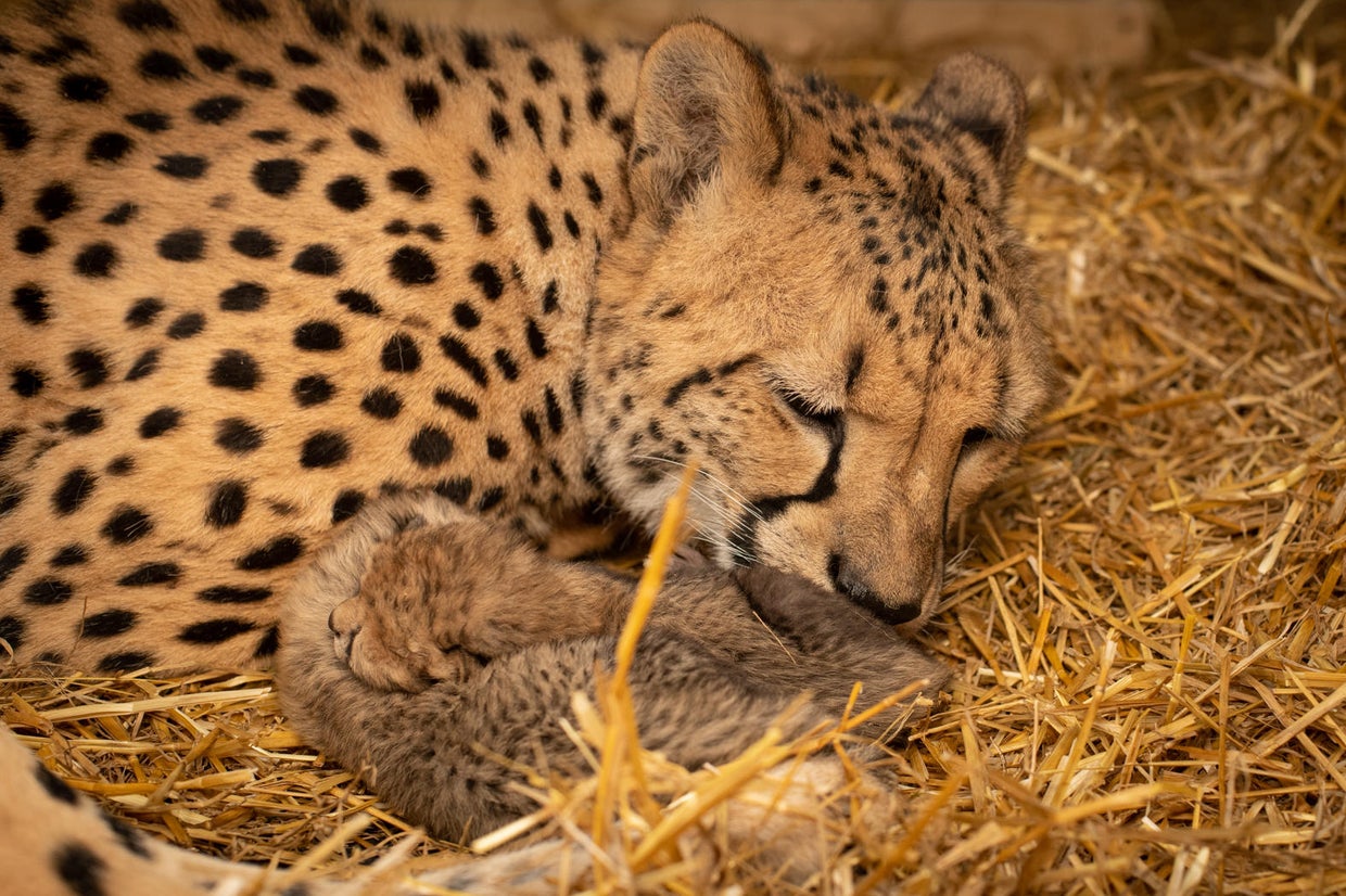 Cheetah cubs were born by IVF for the first time - CBS News