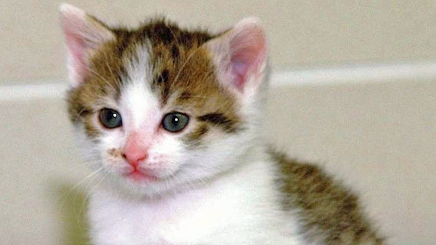 World's First Cloned Cat 'CC' Lived 'Long, Normal, Happy Life' Before ...