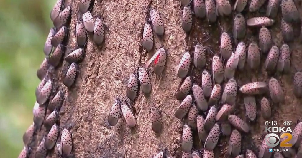 Spotted Lanternfly Infestations Confirmed In Allegheny And Beaver ... Spotted Lanternfly Infestations Confirmed In Allegheny And Beaver ...
