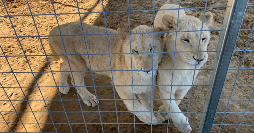 Texas Treasures: Sharkarosa Wildlife Ranch In Pilot Point - CBS Texas