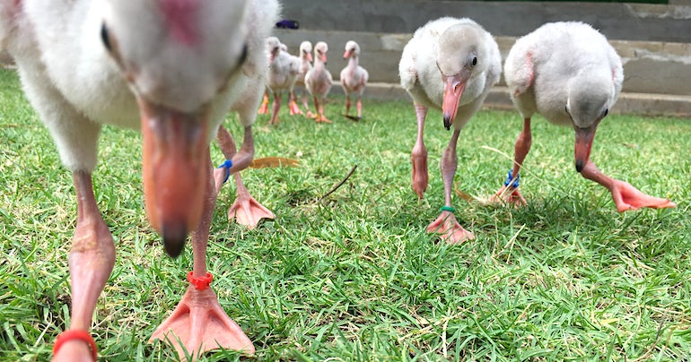 Waiting To Get Their 'Pink' On, 300th Flamingo Chick Hatches At Fort ...