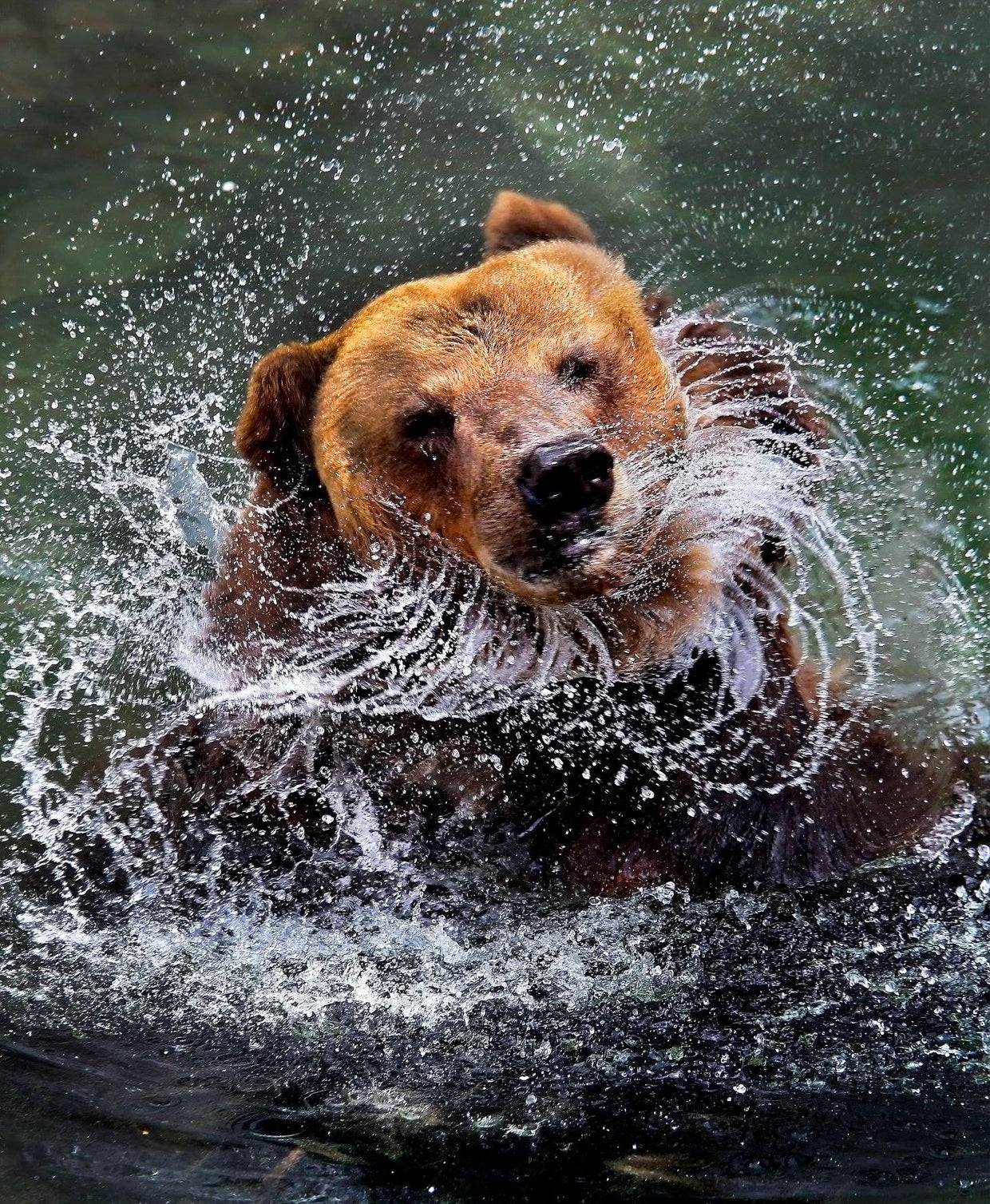 Climate change is causing bears to come out of hibernation a month ...