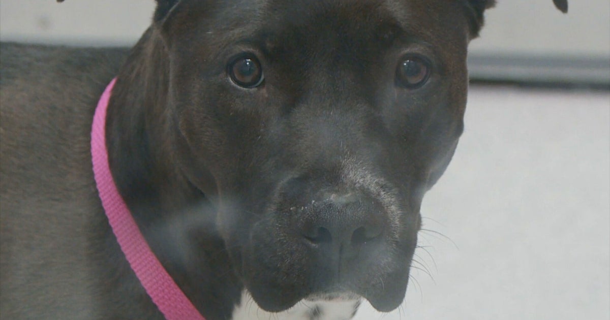 Denver Dumb Friends League Encourages Pet Adoptions Due To High Intake ...