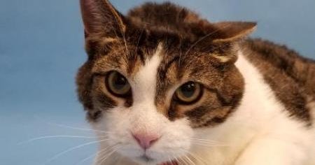 Coronavirus In Minnesota: The Animal Humane Society Is Closing Until ...