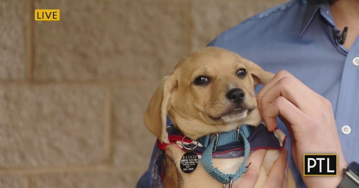 Pittsburgh Good Deeds Sponsors 31 Pet Adoptions At Animal Friends - CBS ...