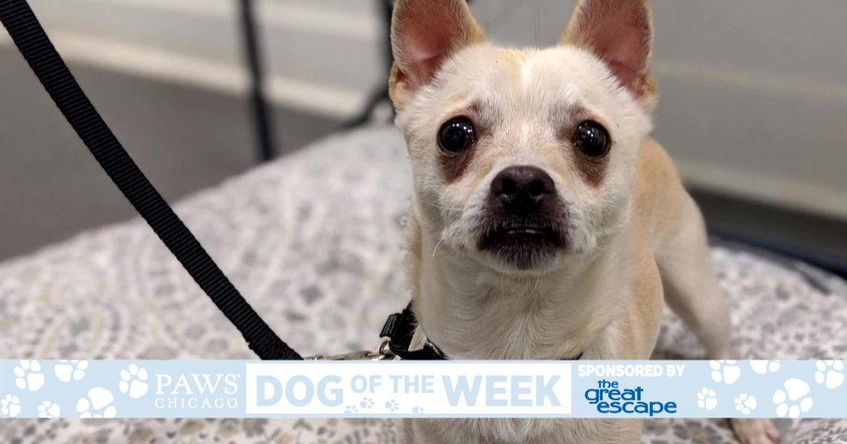 PAWS Dog Of The Week: Leroy - CBS Chicago