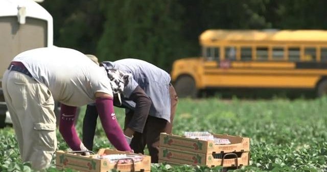 U.S. farmers struggle with coronavirus' effect on labor - CBS News