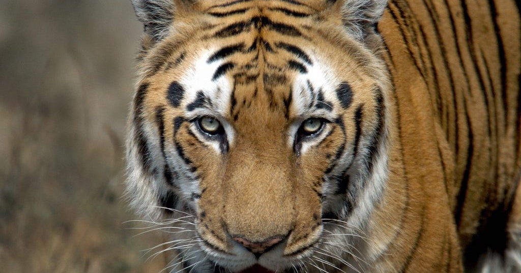 Gigi Jordan: I Didn't Force Drugs Down Son's Throat - CBS New York