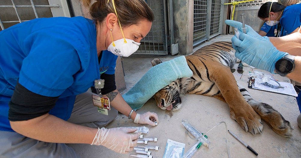 Zoo Miami Tigers Test Negative For COVID-19 - CBS Miami