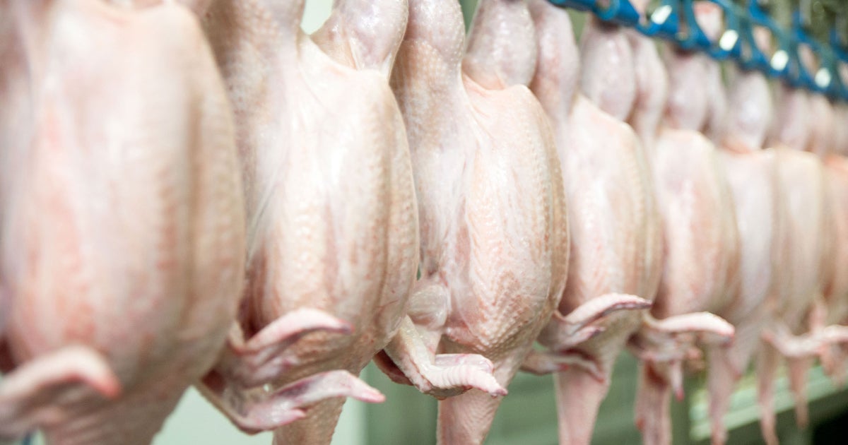 Coronavirus Latest: Poultry Farmers In Delaware, Maryland Forced To ...