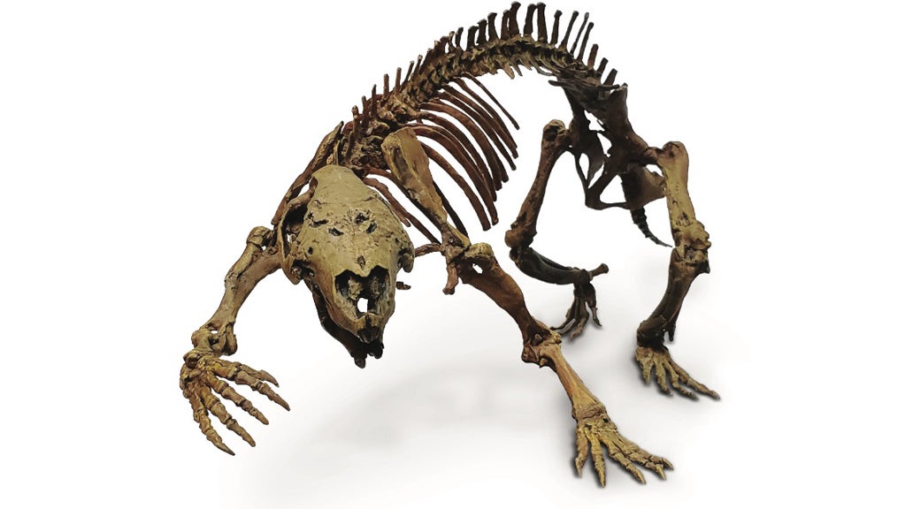 Carnegie Museum Of Natural History Curator Announces Discovery Of 66 ...