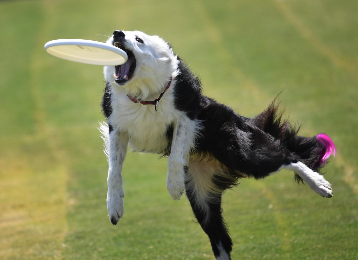 The most popular dog breeds in America