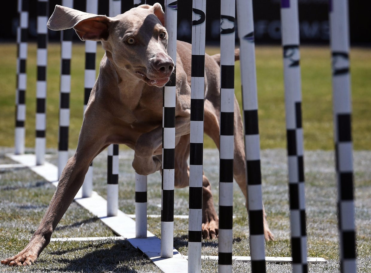The most popular dog breeds in America