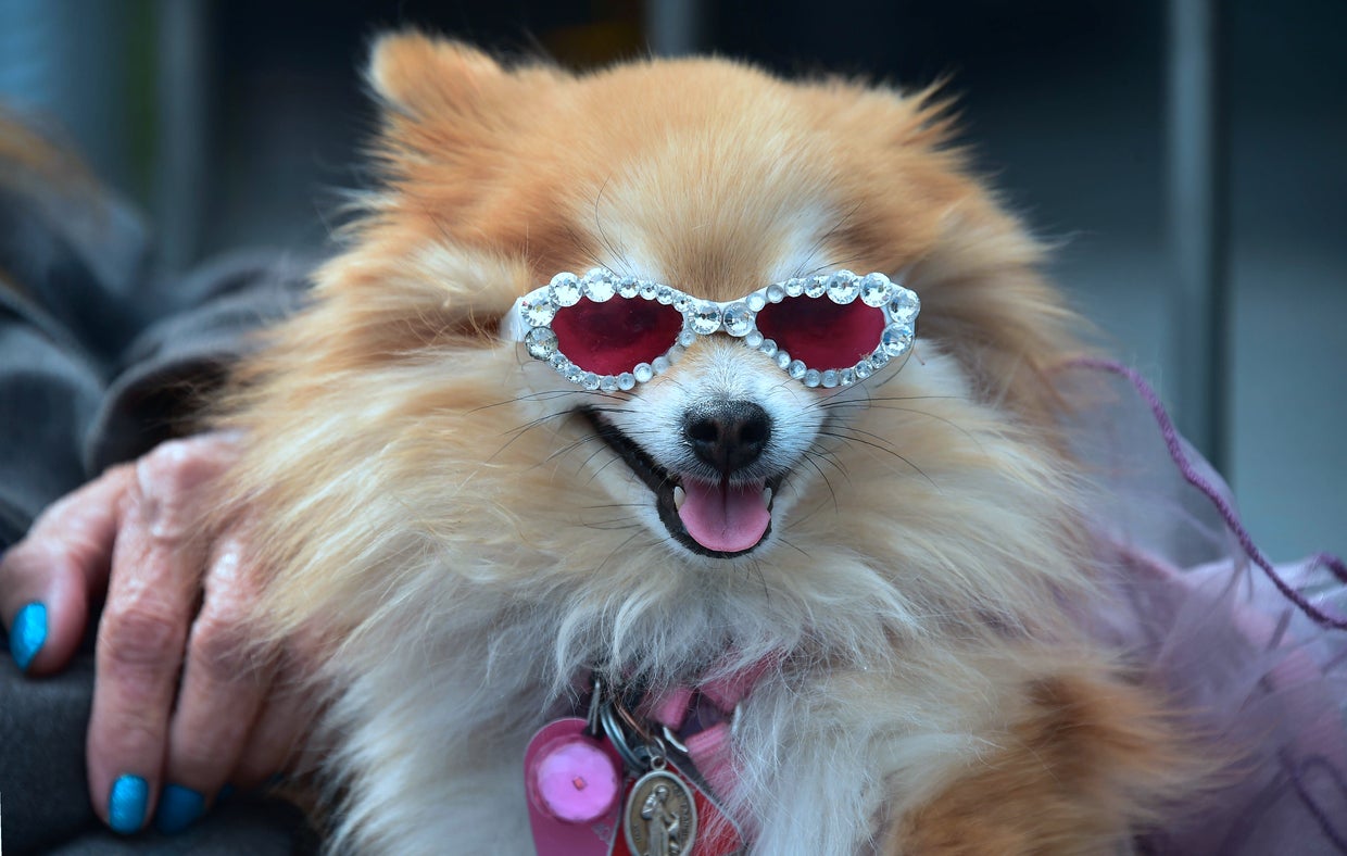 The most popular dog breeds in America