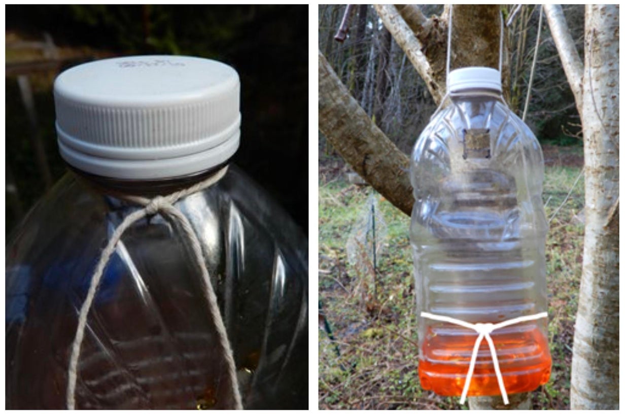 "Murder hornets" in America: What you need to know