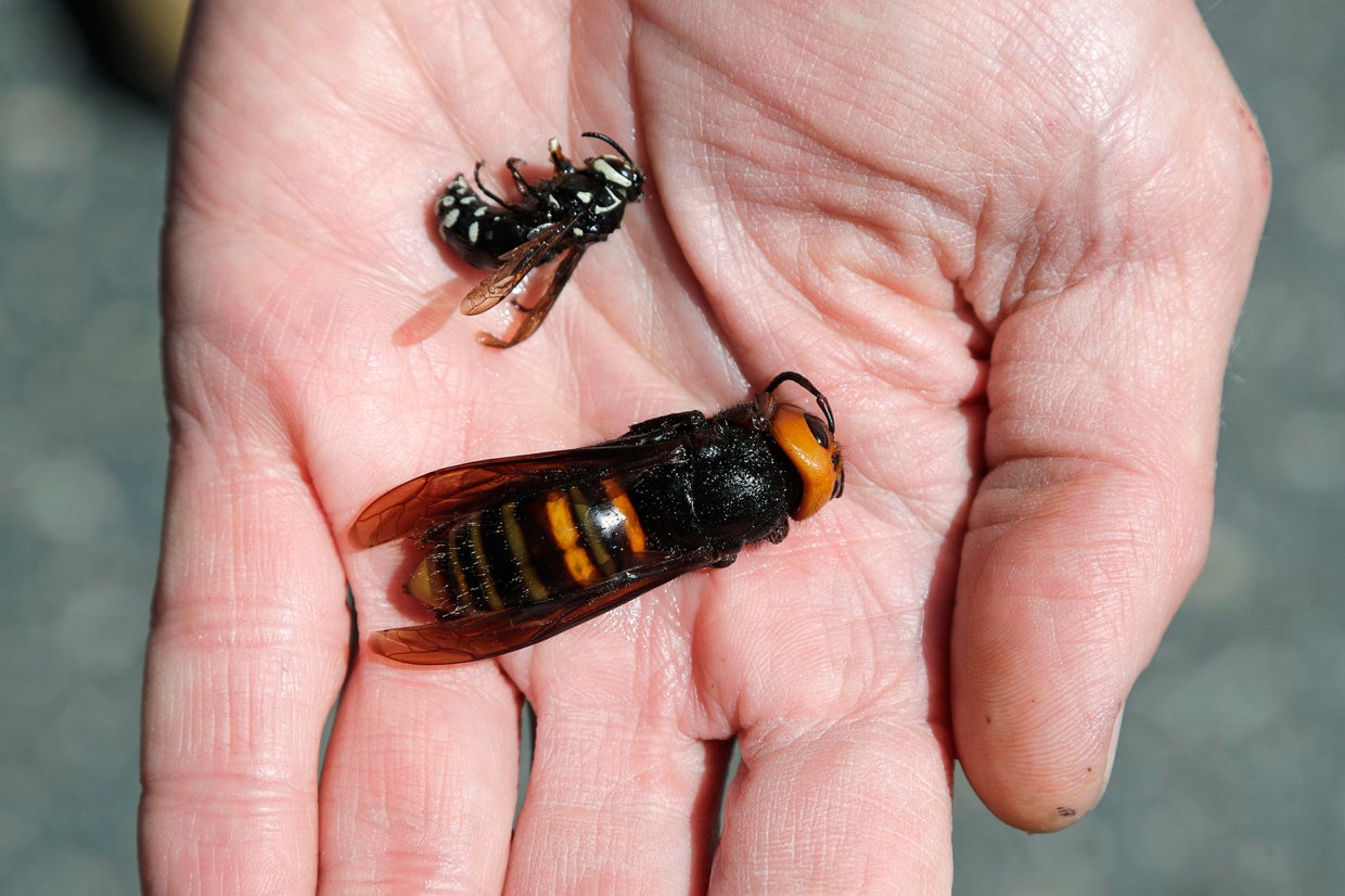 "Murder hornets" in America: What you need to know