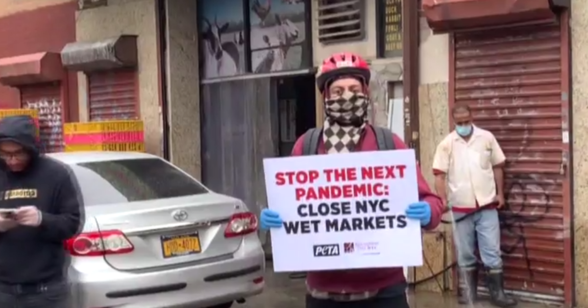 Live animal "wet markets" in New York City face protests amid ...