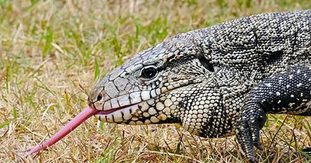 Wildlife Group Says This 'Voracious' Invasive Lizard Should Be 'Shot On ...