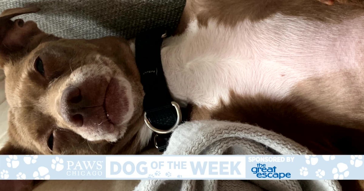 Luis Is The PAWS Dog Of The Week - CBS Chicago