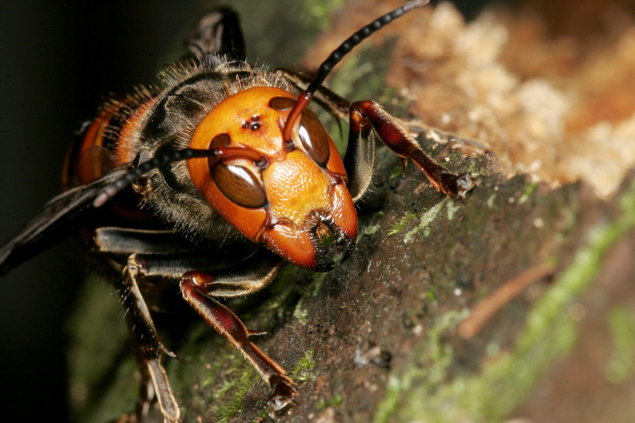 "Murder hornets" in America: What you need to know
