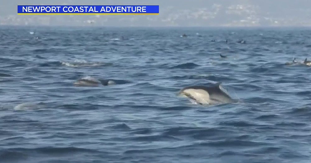 WATCH: Dolphin 'Superpod' Seen Swimming Off Laguna Beach - CBS Los Angeles
