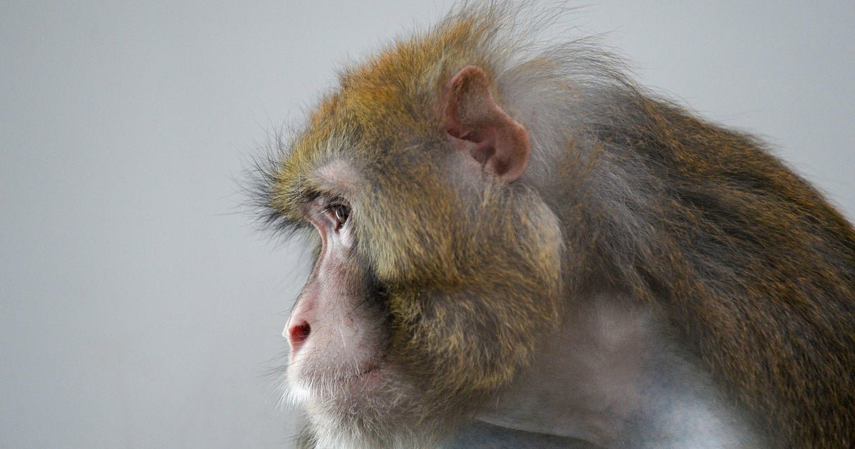 Monkey trials show promising COVID-19 vaccine results - CBS News