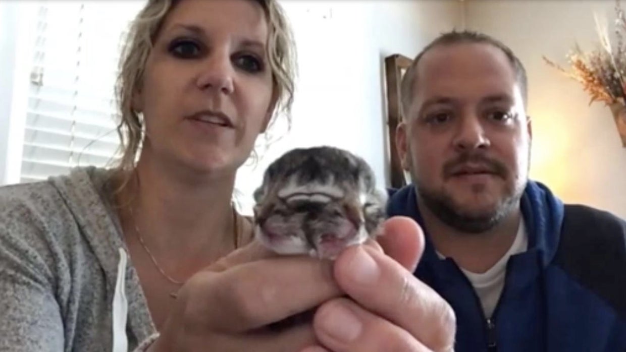 Two-faced kitten named Biscuits and Gravy born in Oregon - CBS News