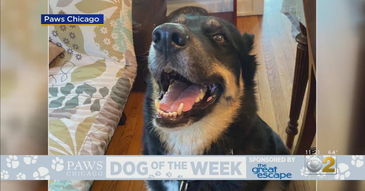 PAWS Dog Of The Week: Houston - CBS Chicago