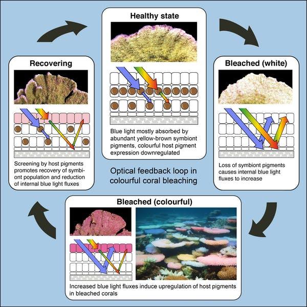 Dying coral reefs turn vibrant neon colors in apparent last-ditch ...