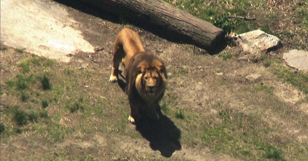 Zoos Starting To Reopen In Massachusetts - CBS Boston