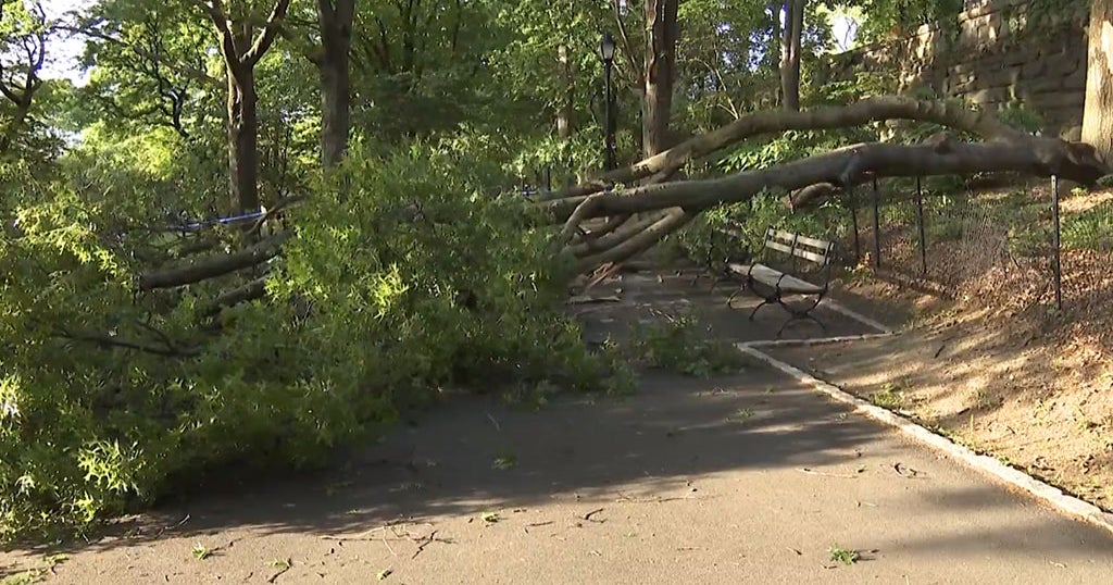 Trees Crashes Down Onto Group Of Friends In Riverside Park, 4 Injured ...